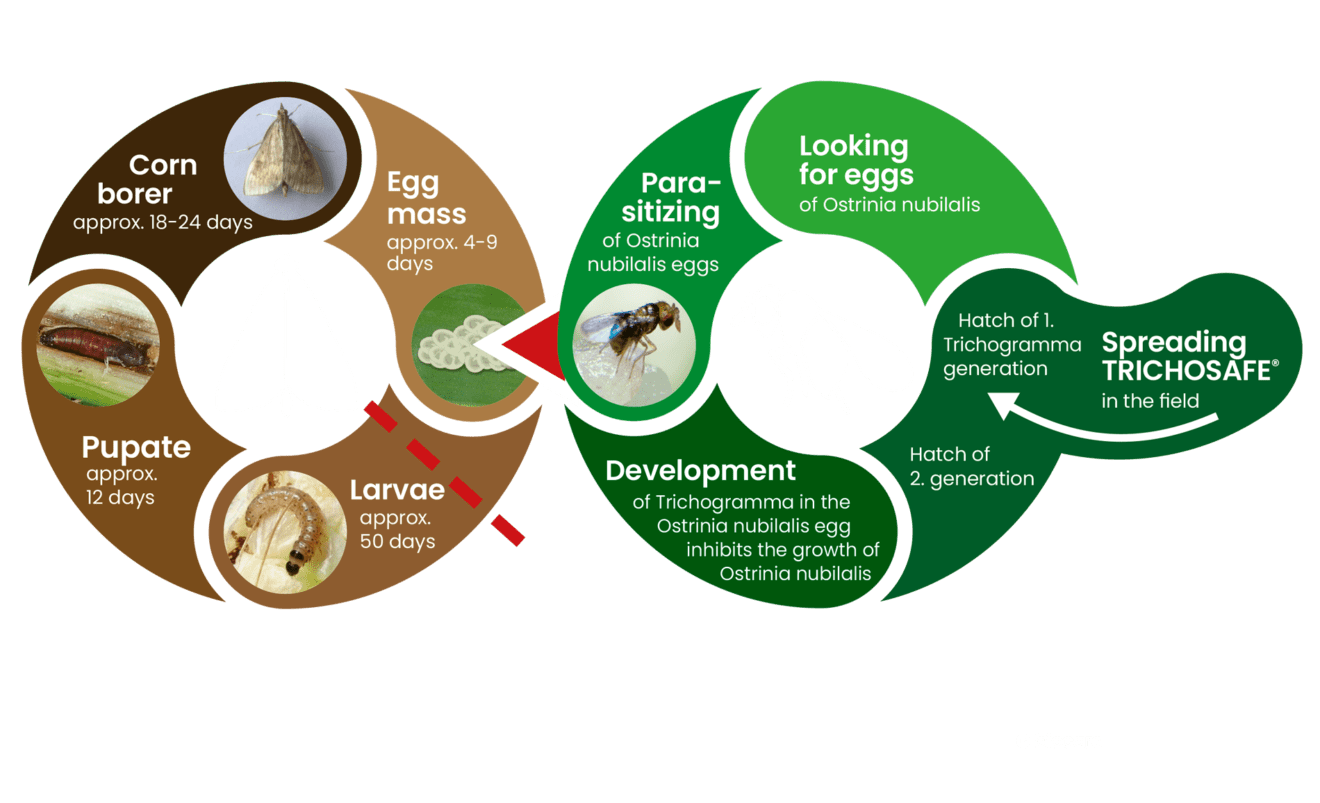 Trichogramma principle of action - BIOCARE